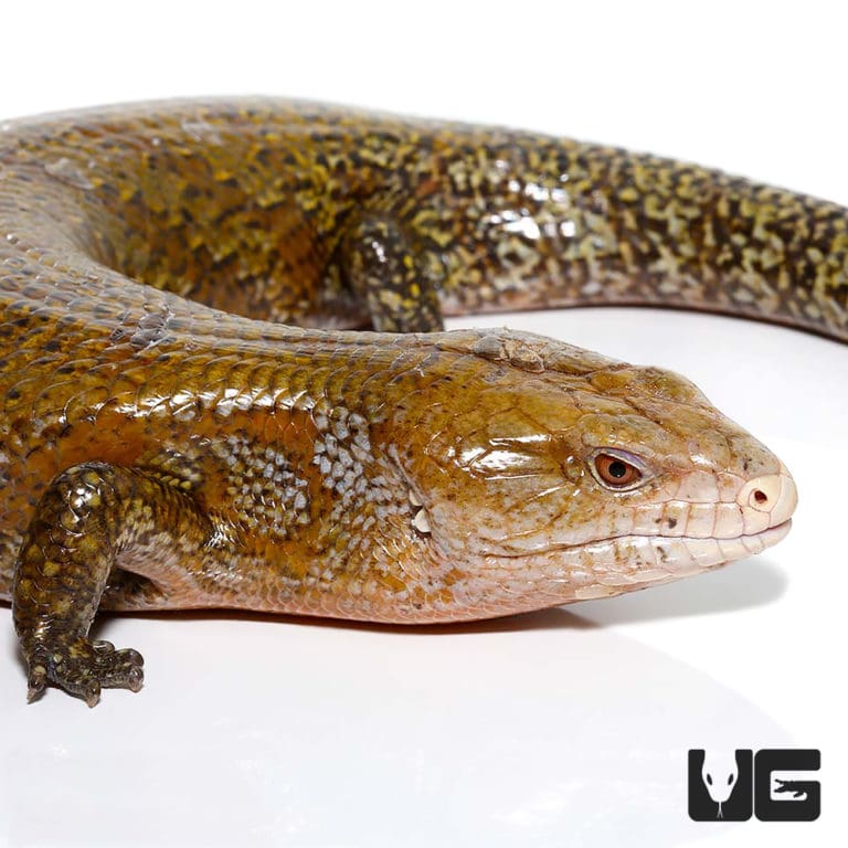 Lizards For Sale - Underground Reptiles