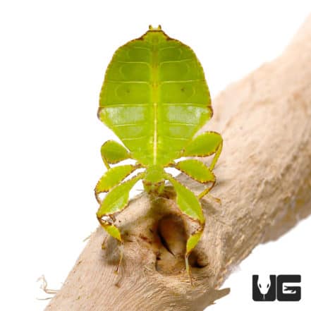 Phillipine Leaf Insect For Sale - Underground Reptiles