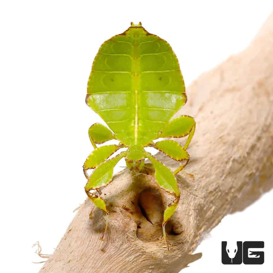 Phillipine Leaf Insect For Sale - Underground Reptiles