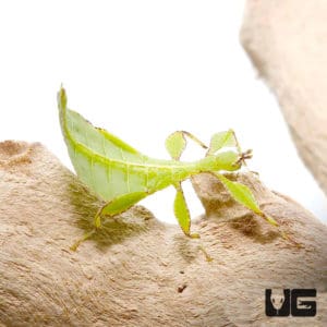 Phillipine Leaf Insect For Sale - Underground Reptiles
