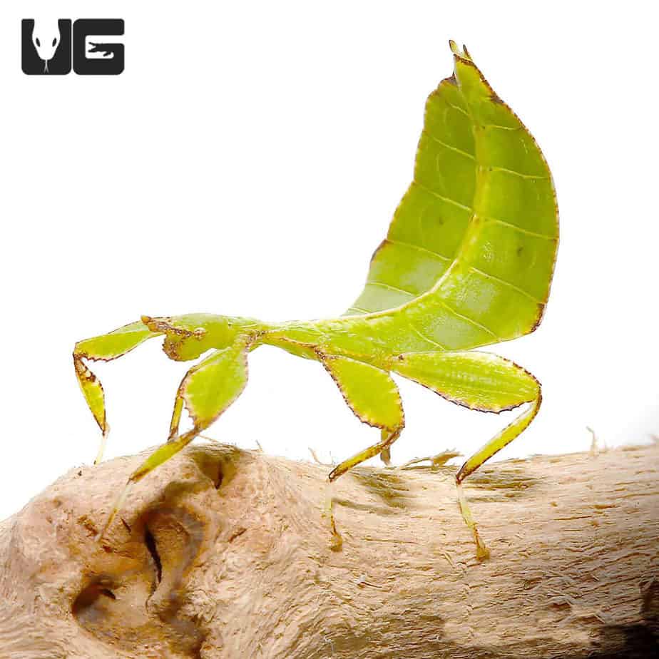 Phillipine Leaf Insect For Sale - Underground Reptiles