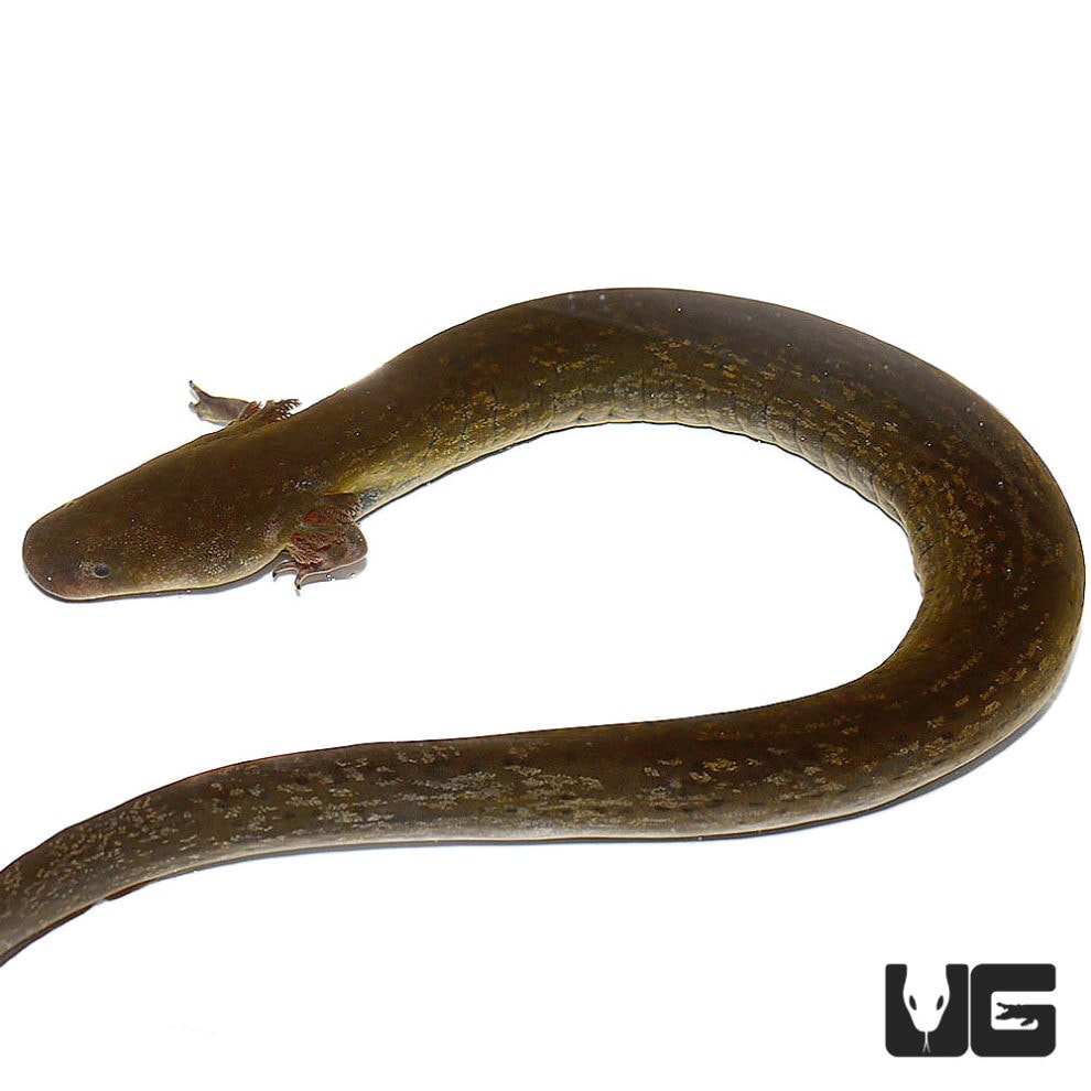 Lesser Siren (Siren intermedia) For Sale - Underground Reptiles