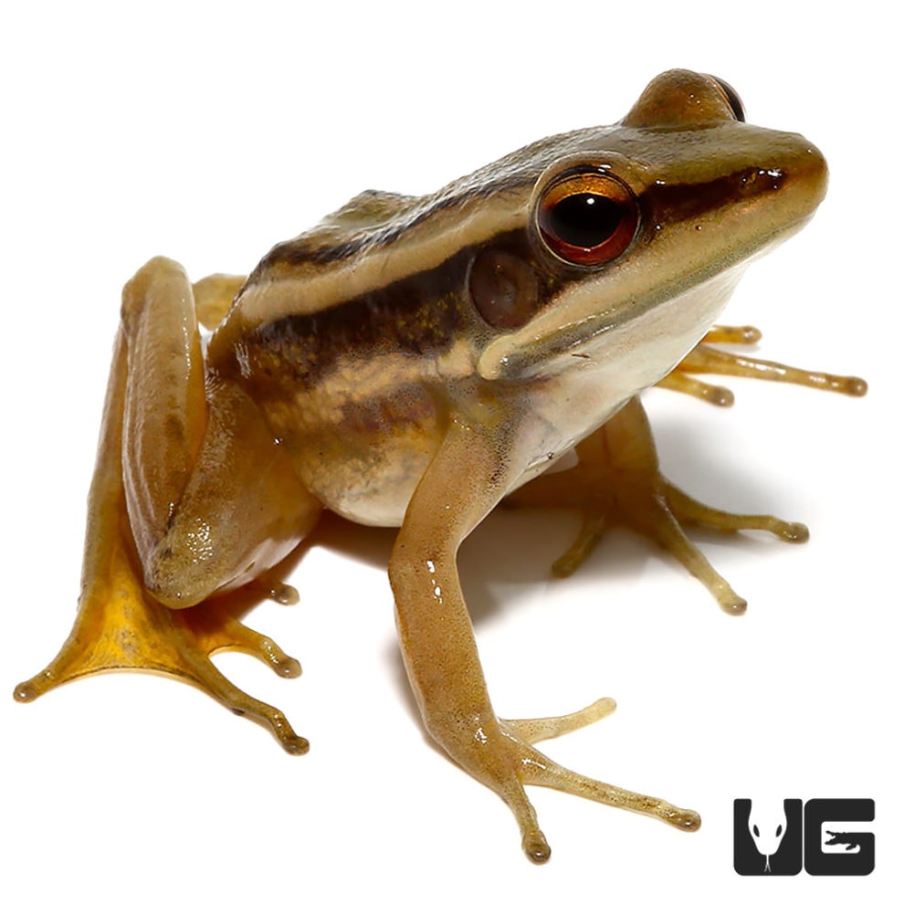 Long Toed Frog - Underground Reptiles