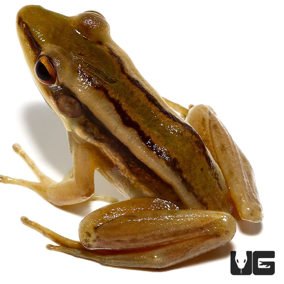 Long Toed Frog - Underground Reptiles