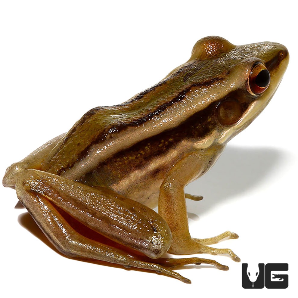 Long Toed Frog - Underground Reptiles