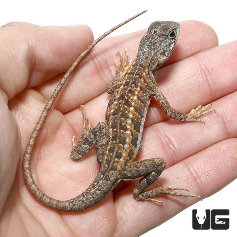 Malagasy Three Eyed Lizards (Chalarodon madagascariensis)For Sale ...