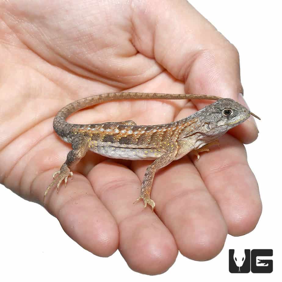 Malagasy Three Eyed Lizards (Chalarodon madagascariensis)For Sale ...