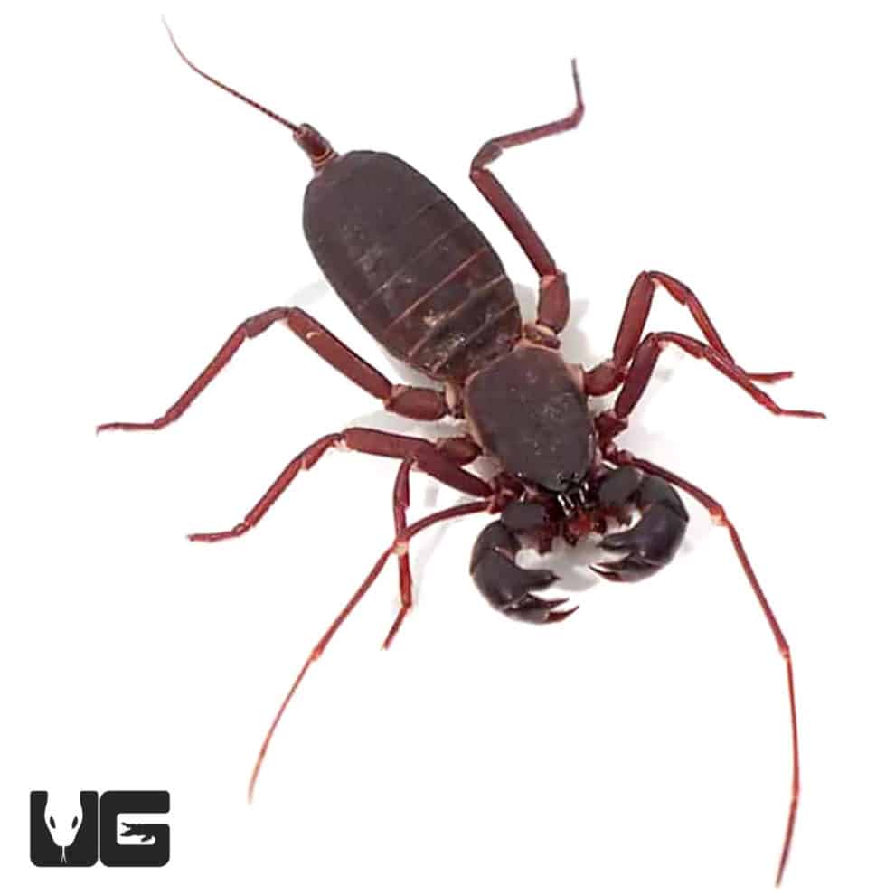 Scorpions, Vinegaroons & Whiptails For Sale - Underground Reptiles