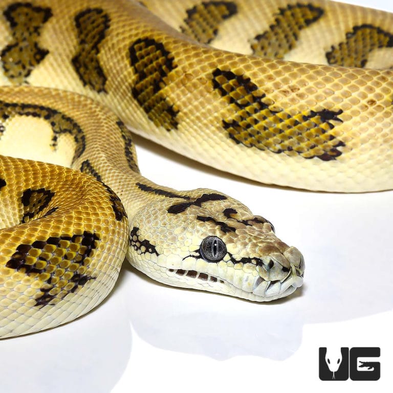Male Tiger Jaguar Carpet Pythons For Sale - Underground Reptiles