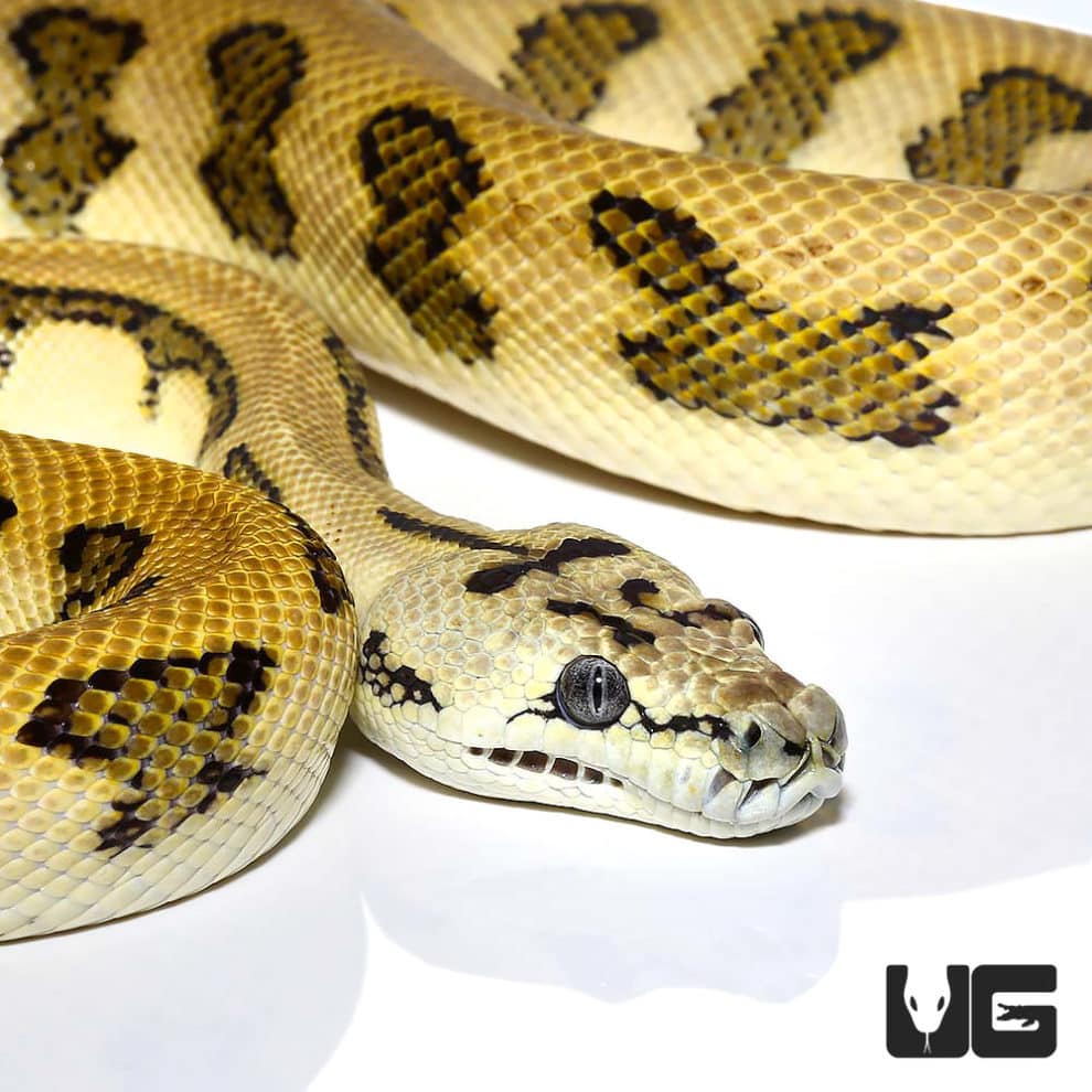 Male Tiger Jaguar Carpet Pythons For Sale - Underground Reptiles