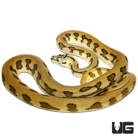 Carpet Pythons For Sale - Underground Reptiles
