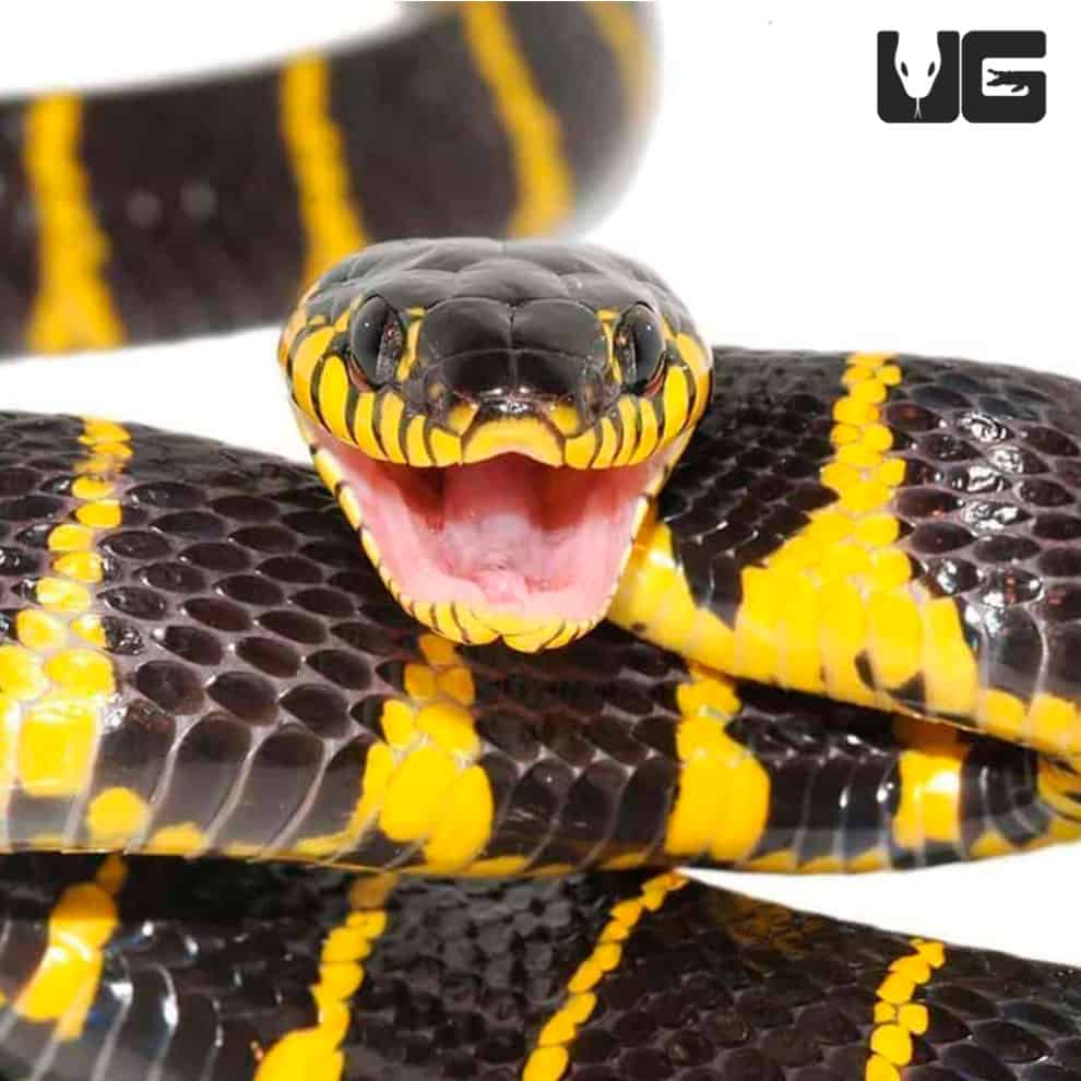 Mangrove Snakes For Sale - Underground Reptiles