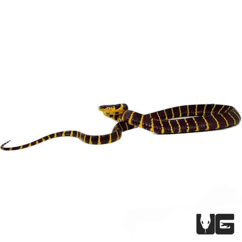 Mangrove Snakes For Sale - Underground Reptiles