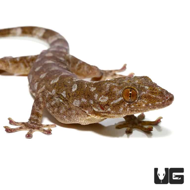 Marbled Geckos For Sale - Underground Reptiles