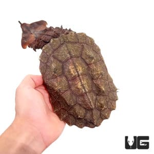 Mata Mata Turtles (Chelus fimbriata) For Sale - Underground Reptiles