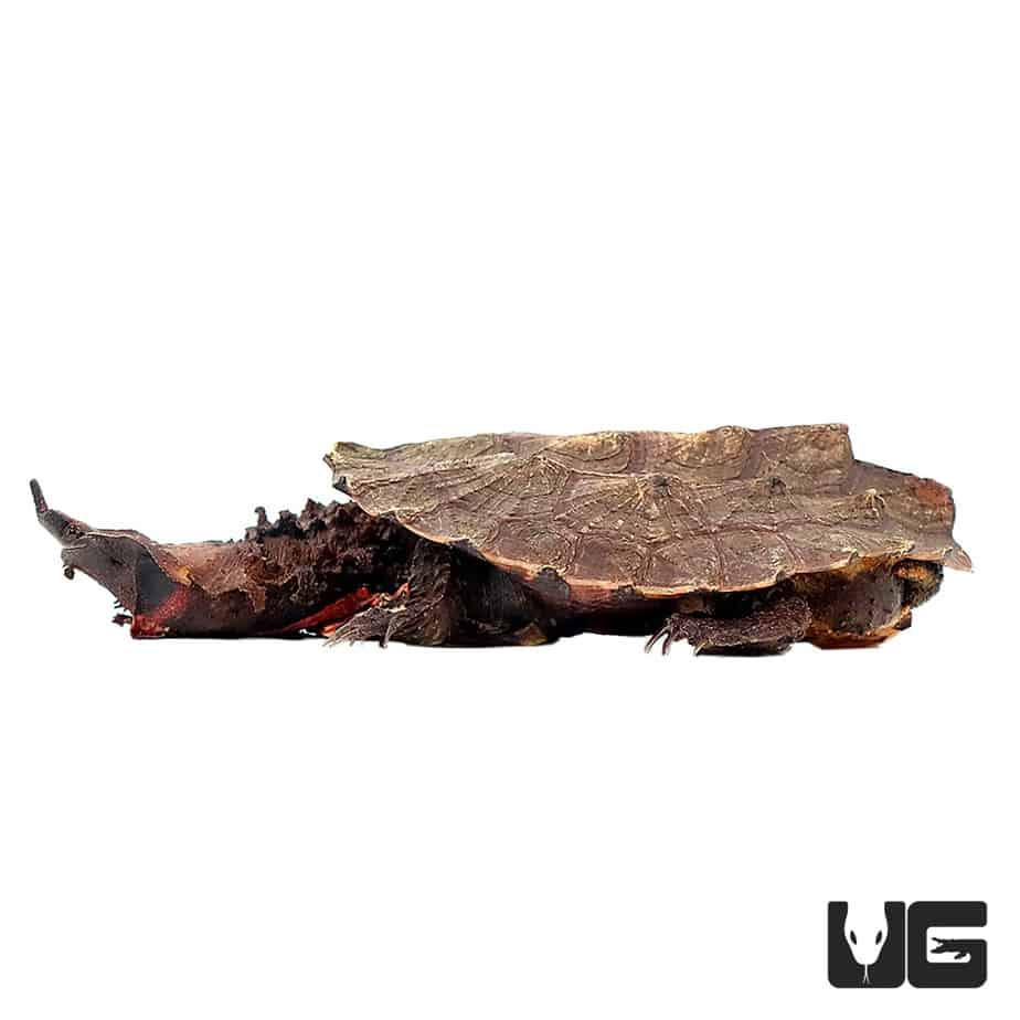 Mata Mata Turtles (Chelus fimbriata) For Sale - Underground Reptiles