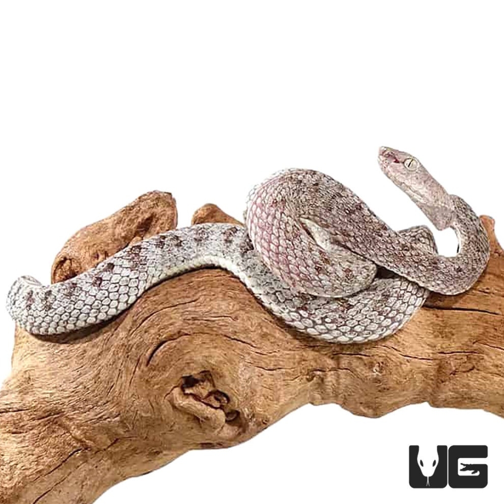 McGregor's Pit Viper - Underground Reptiles