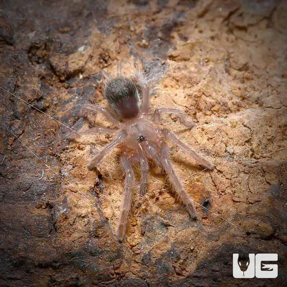 Mexican Black Velvet Tarantulas (Tliltocatl schroederi) For Sale ...