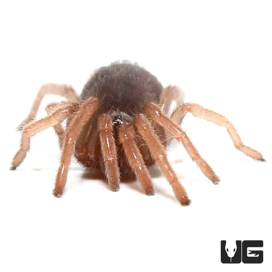 Mexican Bloodleg Tarantula (Aphonopelma bicoloratum) For Sale ...