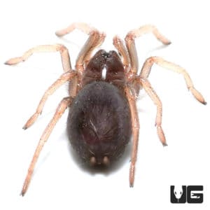 Mexican Bloodleg Tarantula (Aphonopelma bicoloratum) For Sale ...