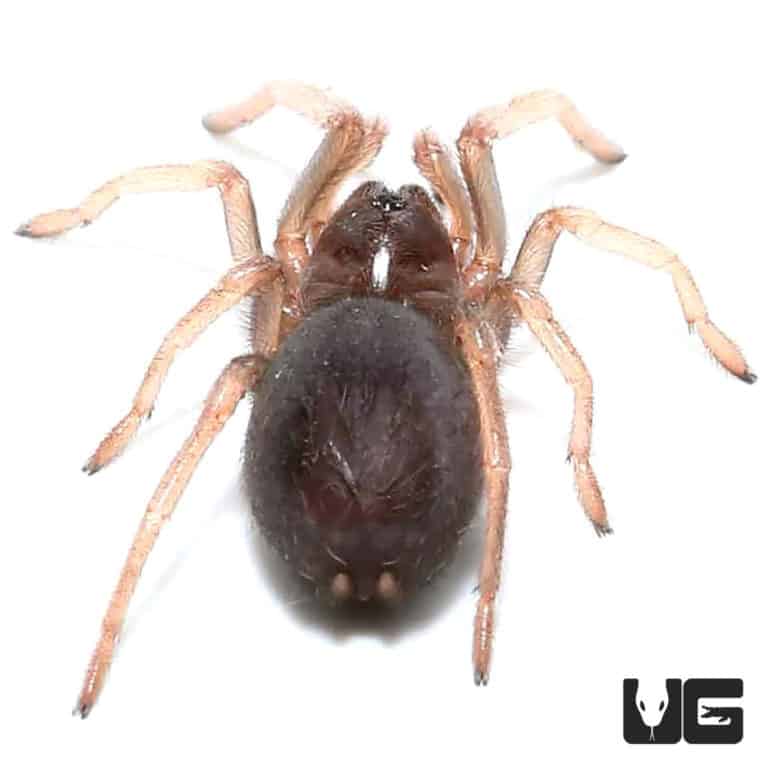 Mexican Bloodleg Tarantula (Aphonopelma bicoloratum) For Sale ...