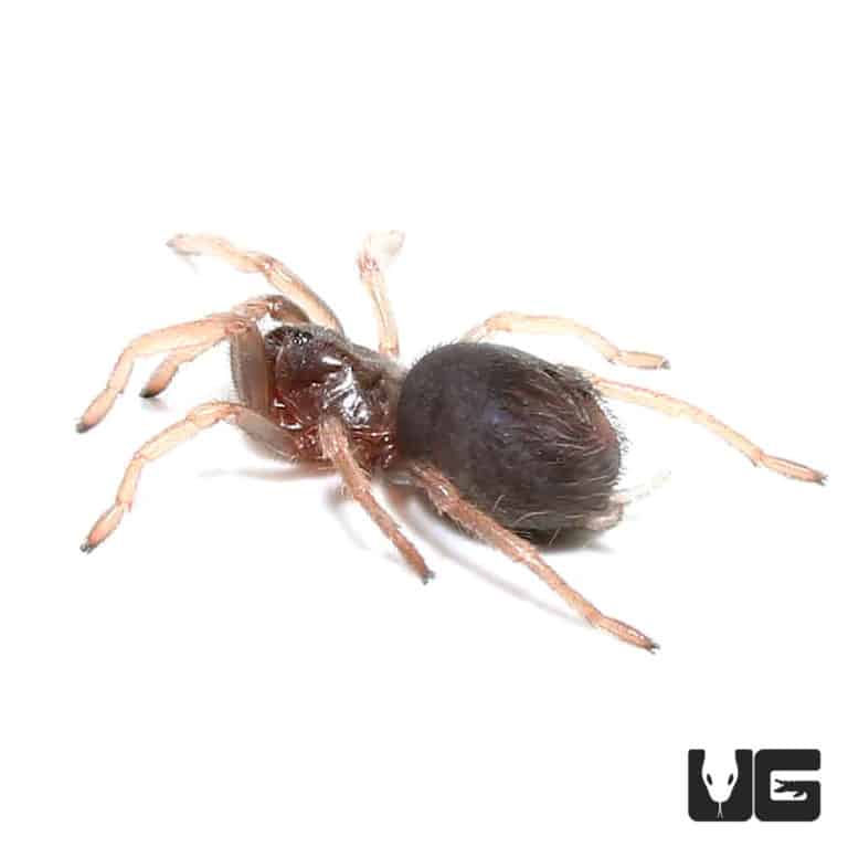 Mexican Bloodleg Tarantula (Aphonopelma bicoloratum) For Sale ...