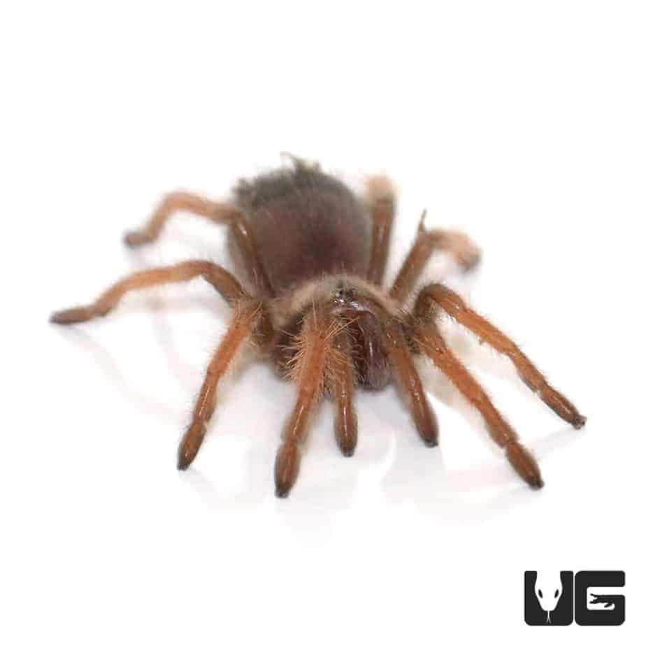 Mexican Red Leg Tarantula (2 - 3'') - Underground Reptiles
