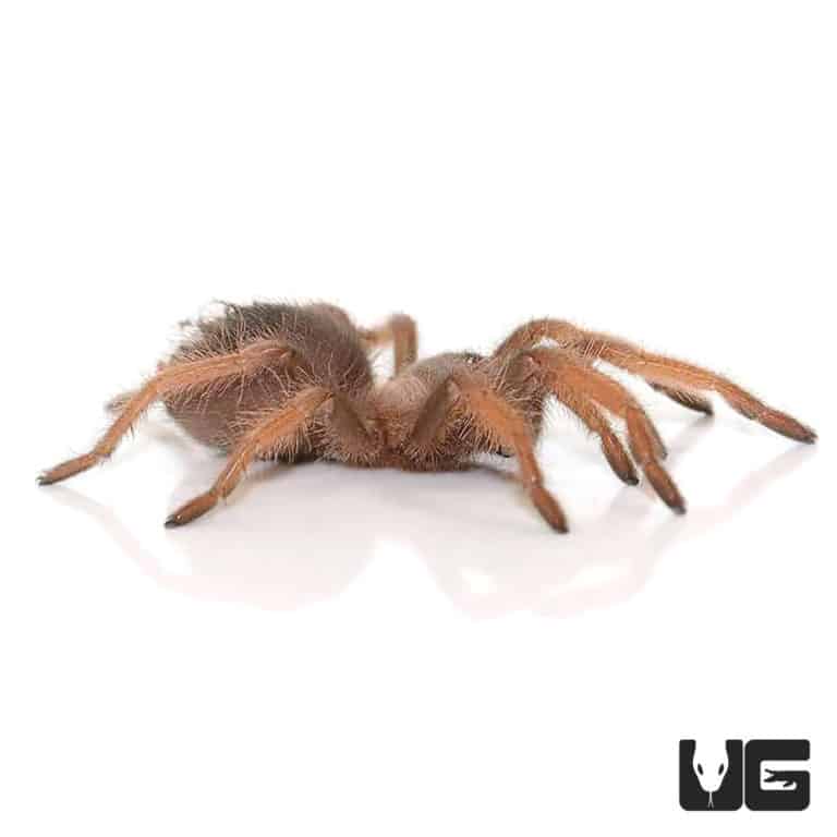 Mexican Red Leg Tarantula (.25 - .75'') - Underground Reptiles