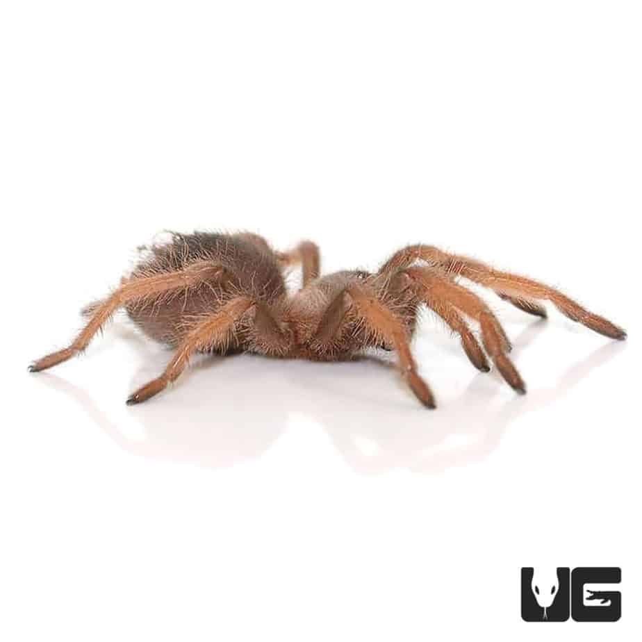 Mexican Red Leg Tarantula (2 - 3'') - Underground Reptiles