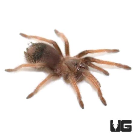 Mexican Red Leg Tarantula (2 - 3'') - Underground Reptiles