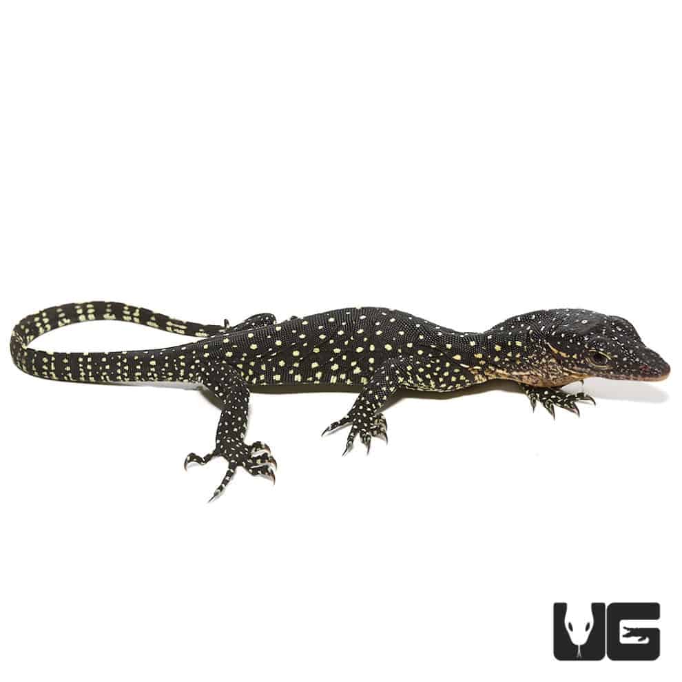 Baby Solomon Island Mangrove Monitors (Varanus indicus) For Sale ...