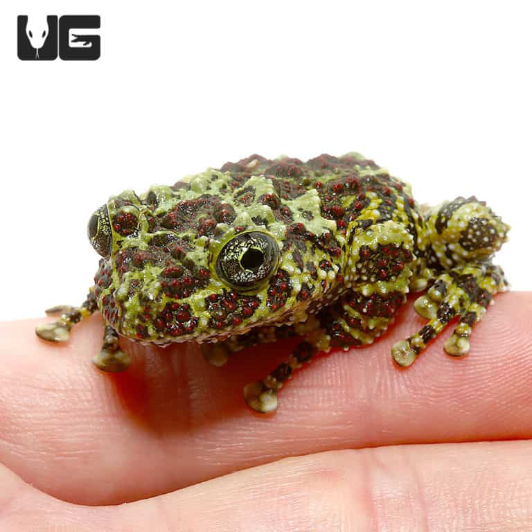 Mossy Tree Frog - Underground Reptiles