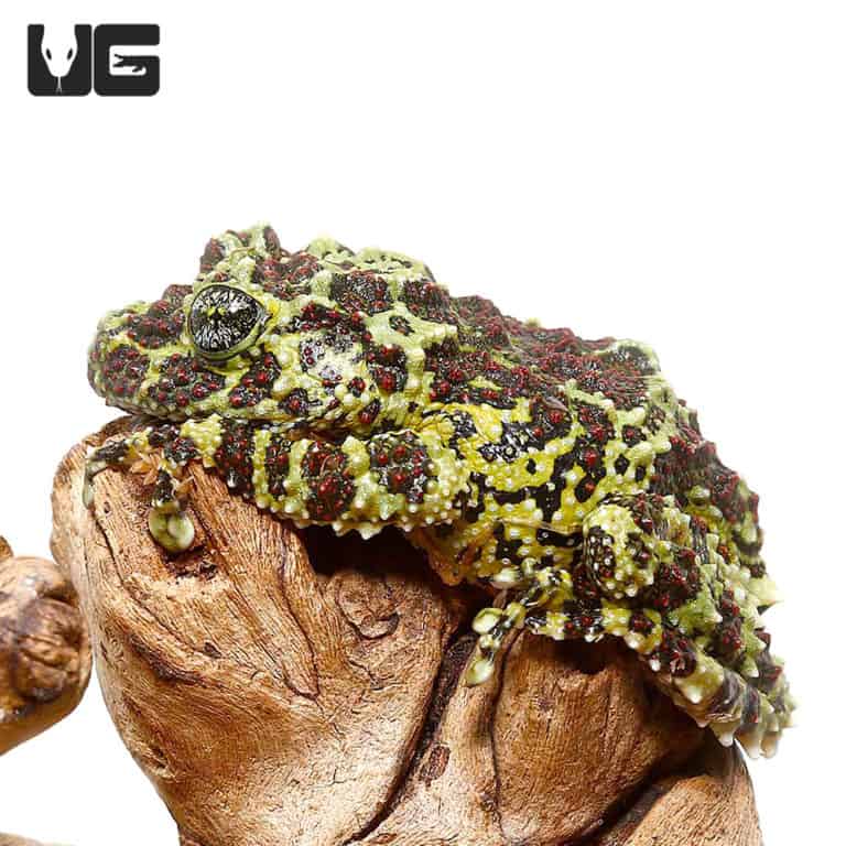 Mossy Tree Frog - Underground Reptiles