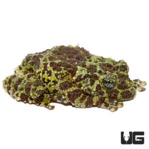 Mossy Tree Frog - Underground Reptiles