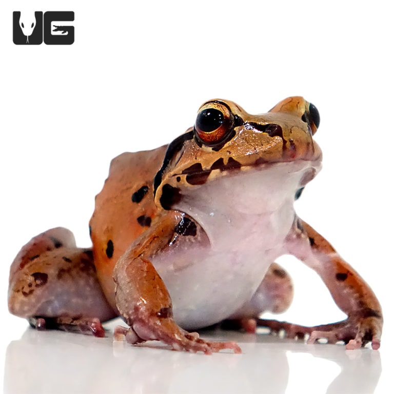 Mountain Chicken Frog (Leptodactylus fallax) For Sale - Underground ...