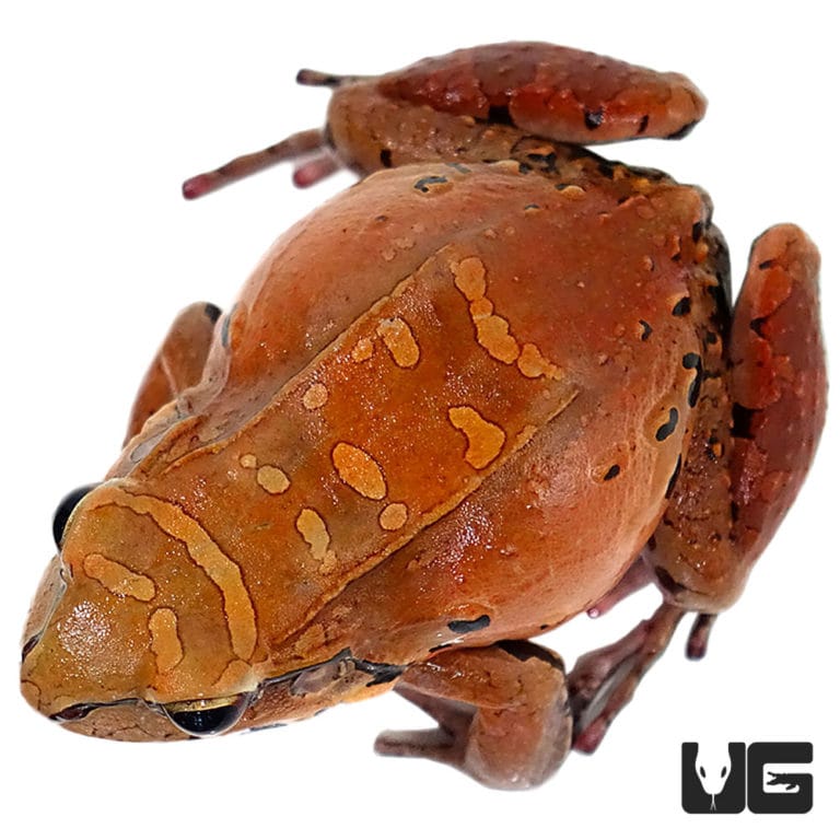 Mountain Chicken Frog (Leptodactylus fallax) For Sale - Underground ...