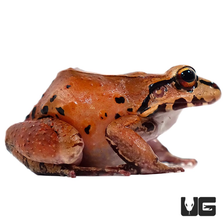 Mountain Chicken Frog (Leptodactylus fallax) For Sale - Underground ...