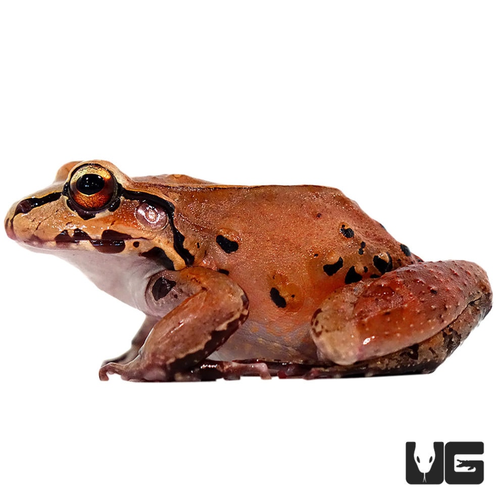 Mountain Chicken Frog (Leptodactylus fallax) For Sale - Underground ...
