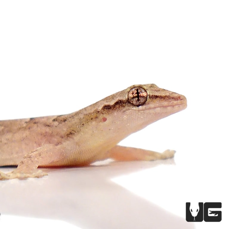 Mourning Gecko - Underground Reptiles