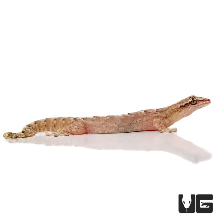 Mourning Gecko - Underground Reptiles