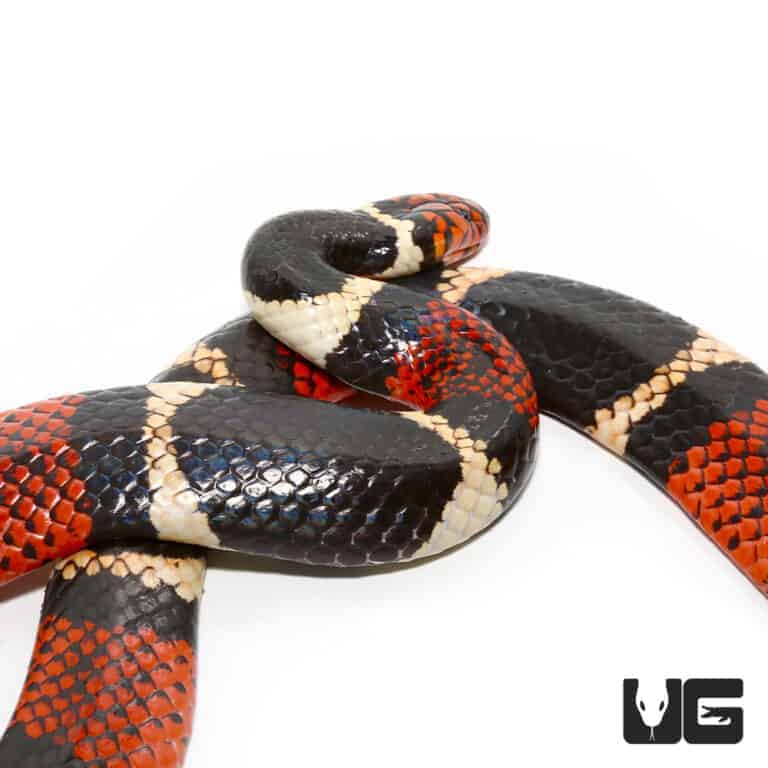 Aquatic Coral Snake - Underground Reptiles