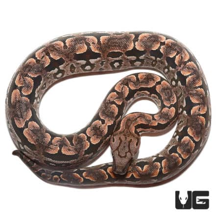 Boas For Sale - Underground Reptiles