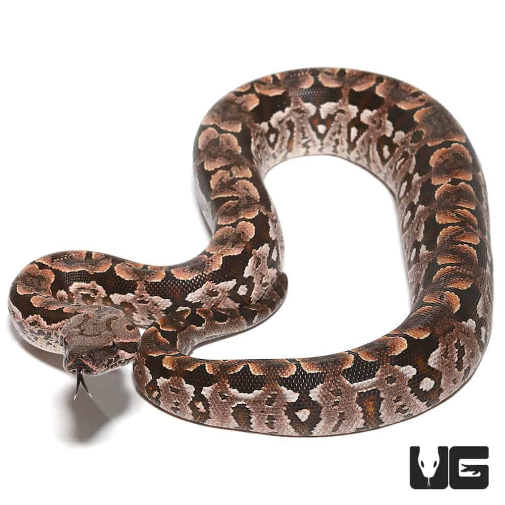 Baby Dumeril's Boas For Sale - Underground Reptiles