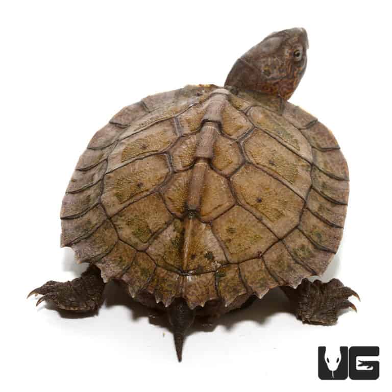 Turtles For Sale - Underground Reptiles