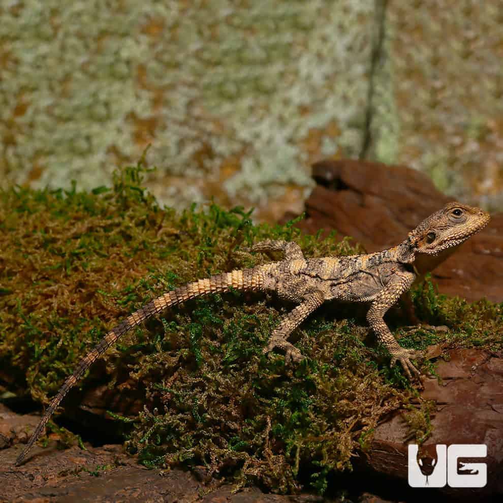 Baby Painted Agamas (Laudakia stellio brachydactyla) For Sale ...