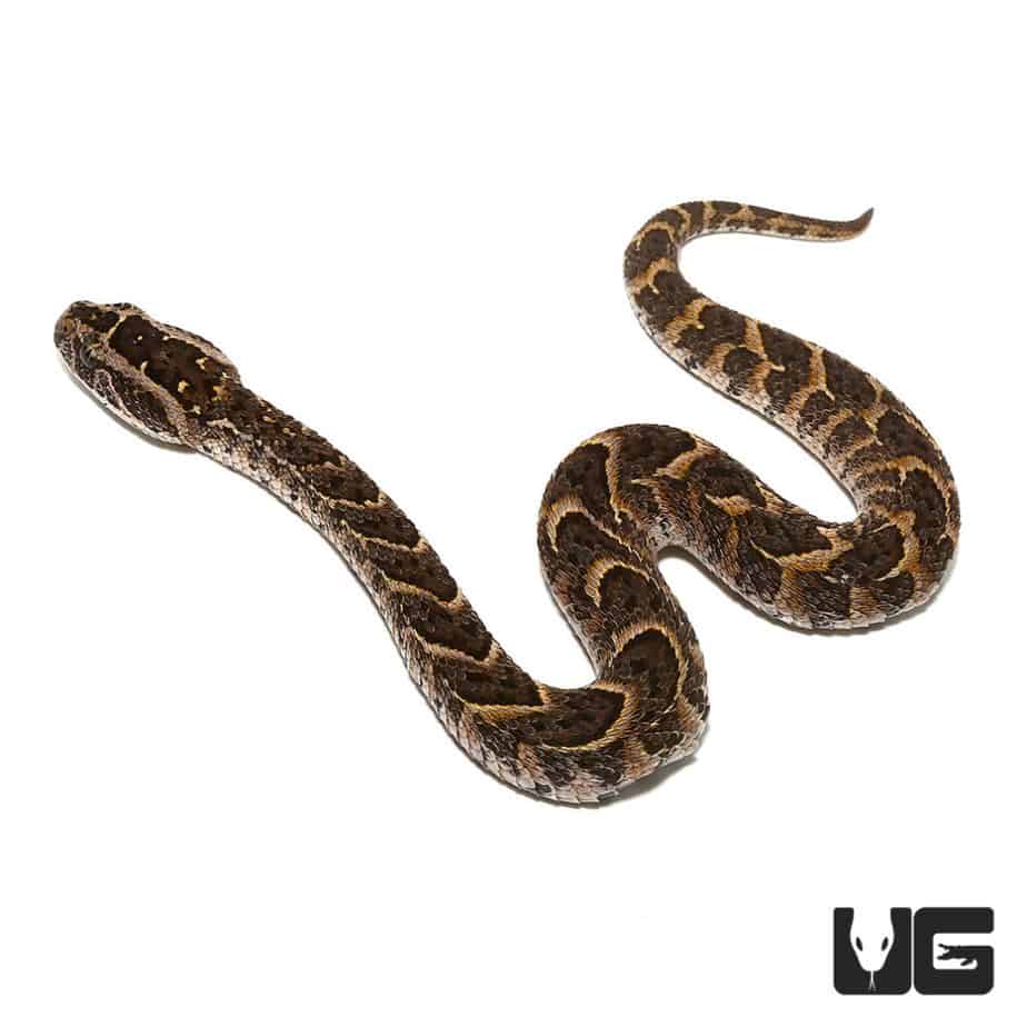 Baby Congo Puff Adder - Underground Reptiles