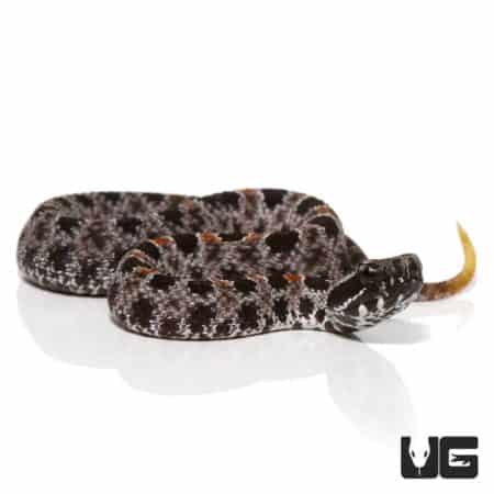 Baby Pygmy Rattlesnake - Underground Reptiles