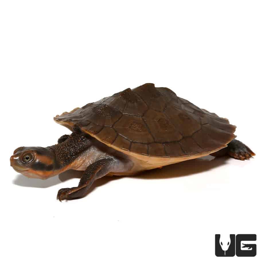 Baby Pinkbelly Sideneck Turtles For Sale - Underground Reptiles