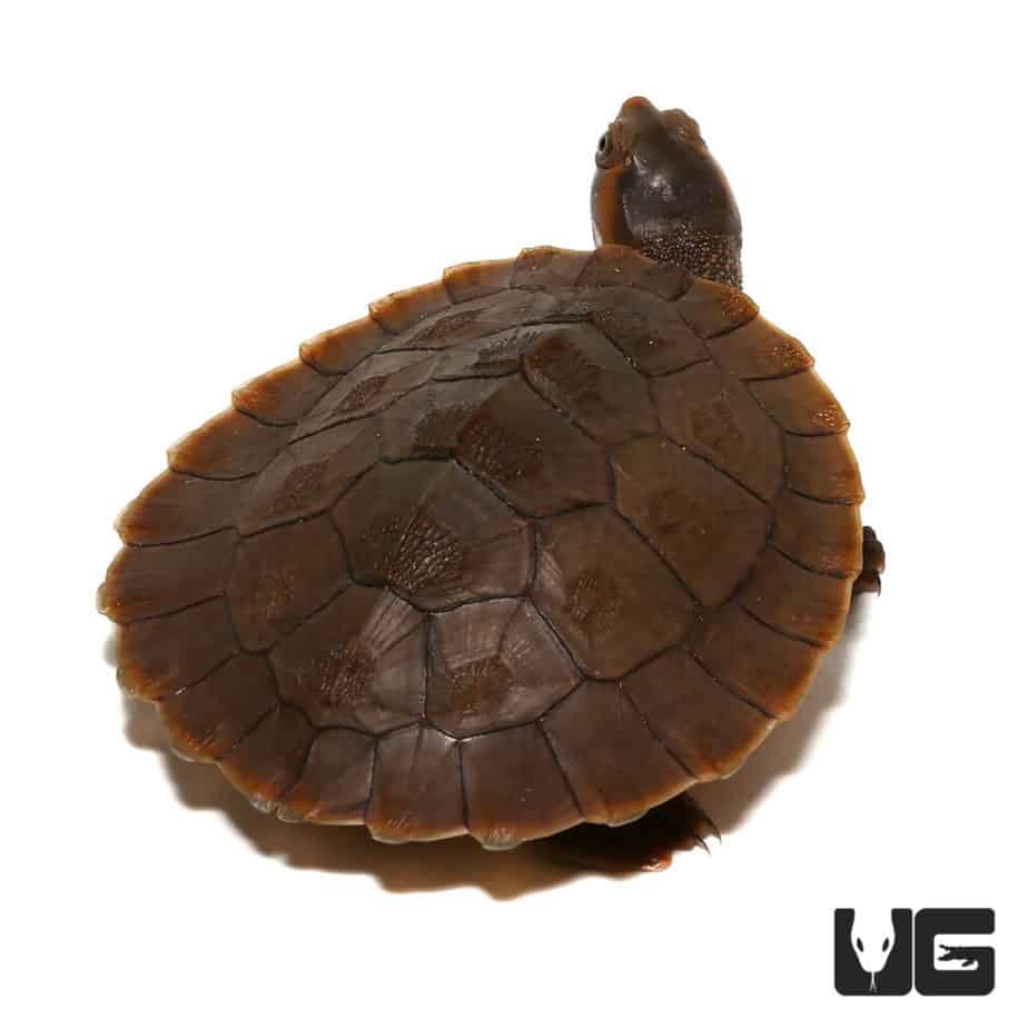 Baby Pinkbelly Sideneck Turtles For Sale - Underground Reptiles