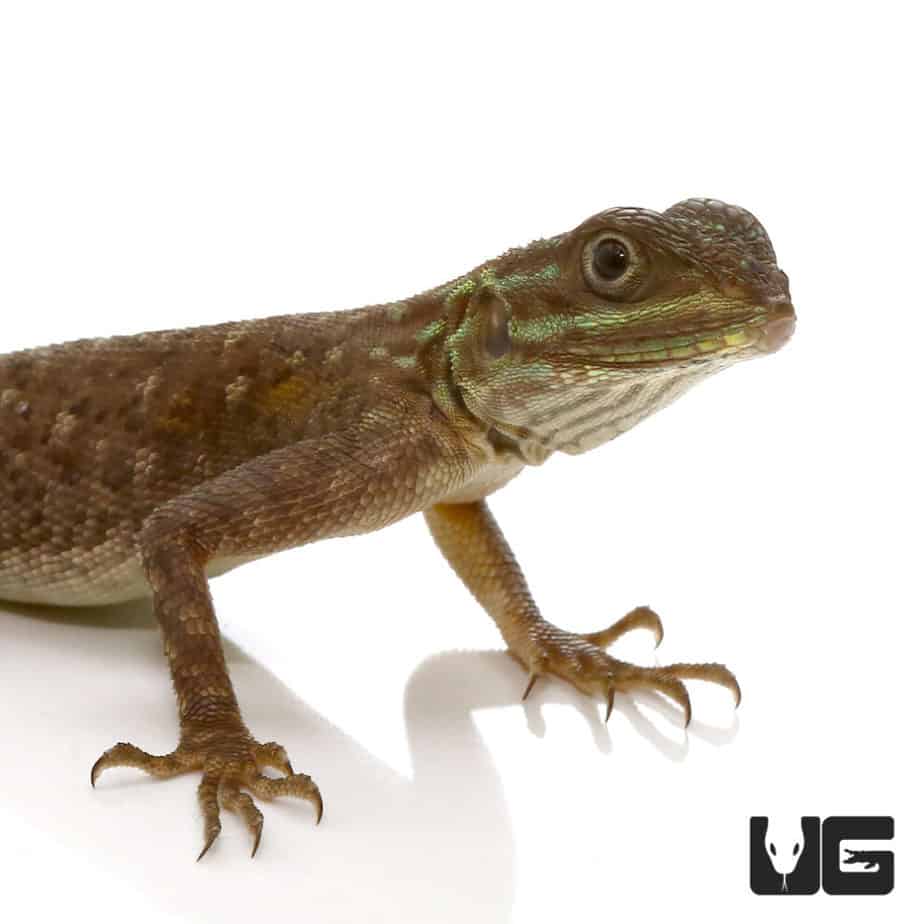 Baby Red Headed Agamas (Agama agama) For Sale - Underground Reptiles